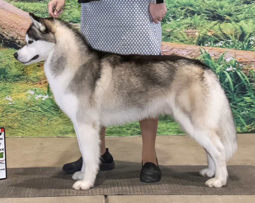 Siberian Husky - The Breed Archive