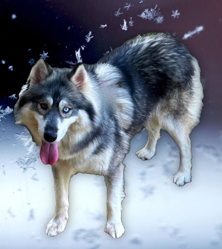 Siberian Husky - The Breed Archive