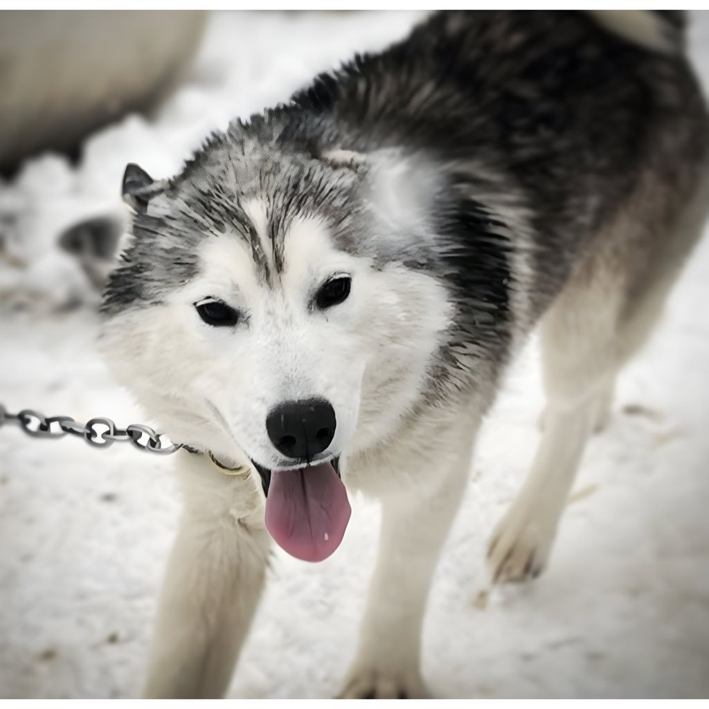Siberian Husky - The Breed Archive