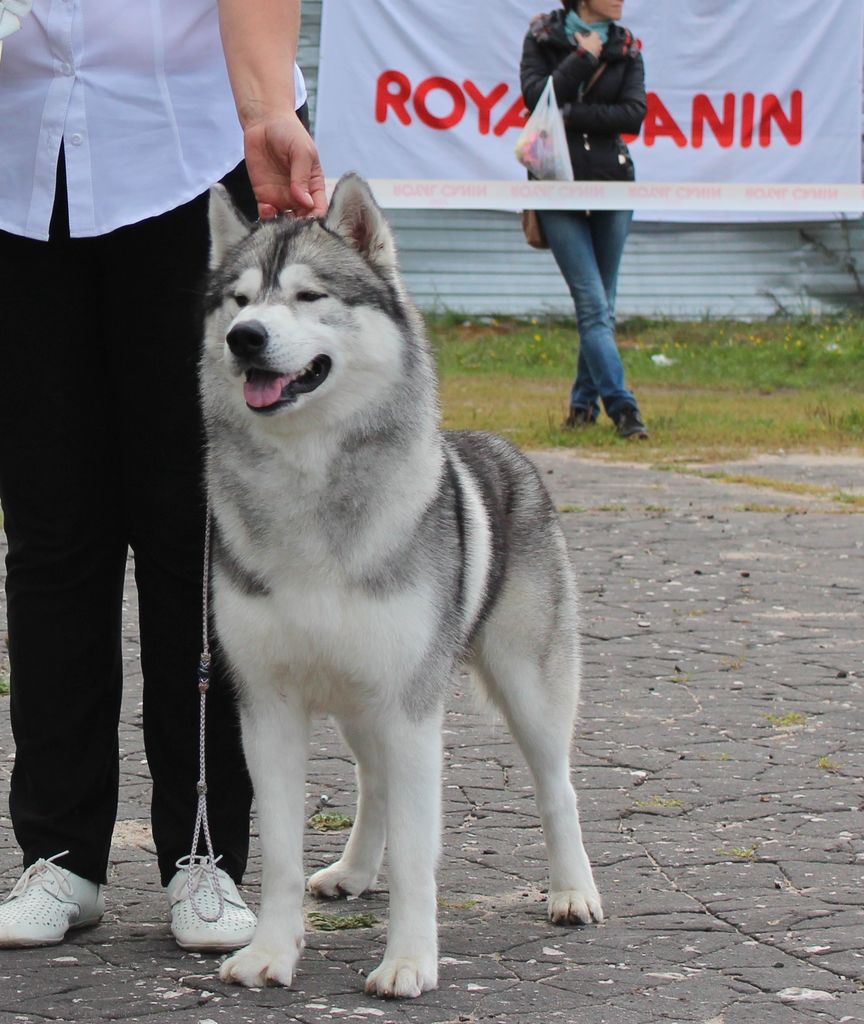 Siberian Husky - The Breed Archive
