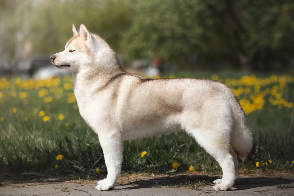 Siberian Husky - The Breed Archive