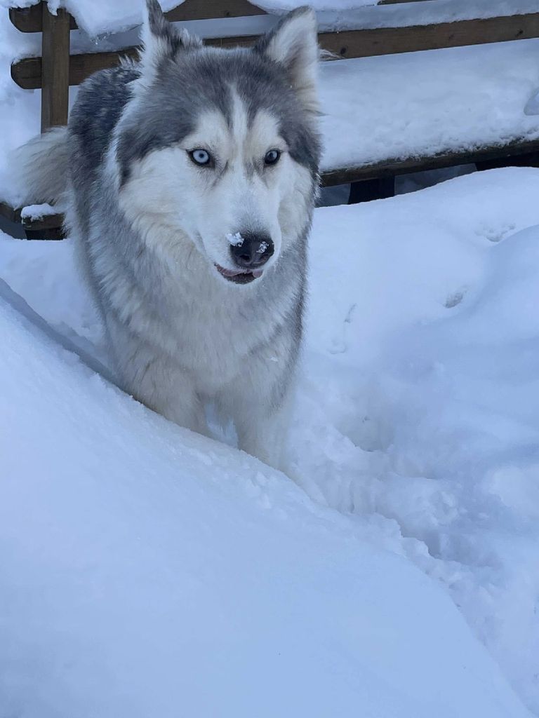 Siberian Husky - The Breed Archive