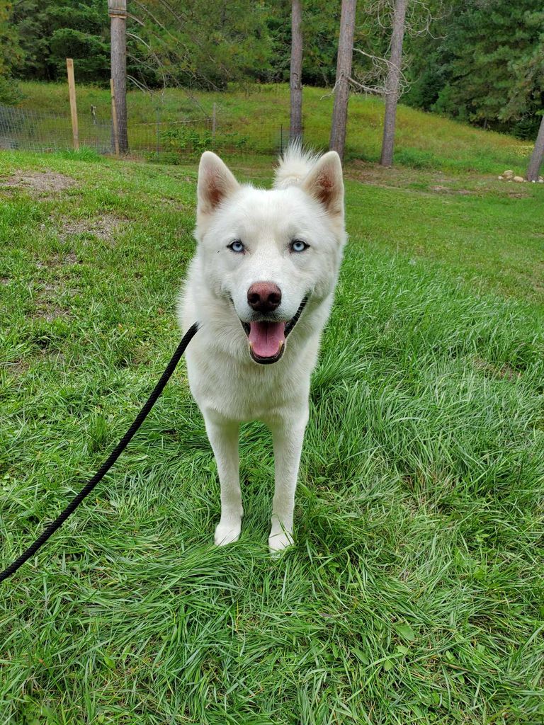 Siberian Husky - The Breed Archive