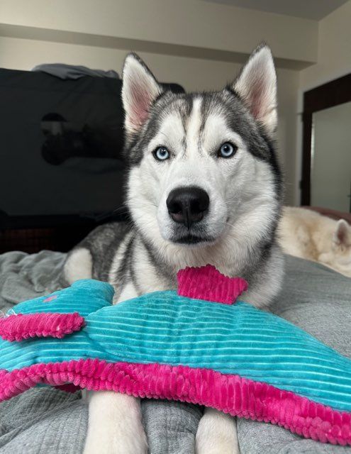 Siberian Husky - The Breed Archive