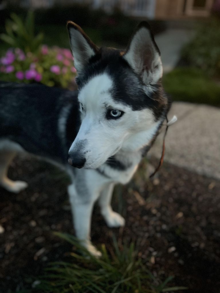 Siberian Husky - The Breed Archive