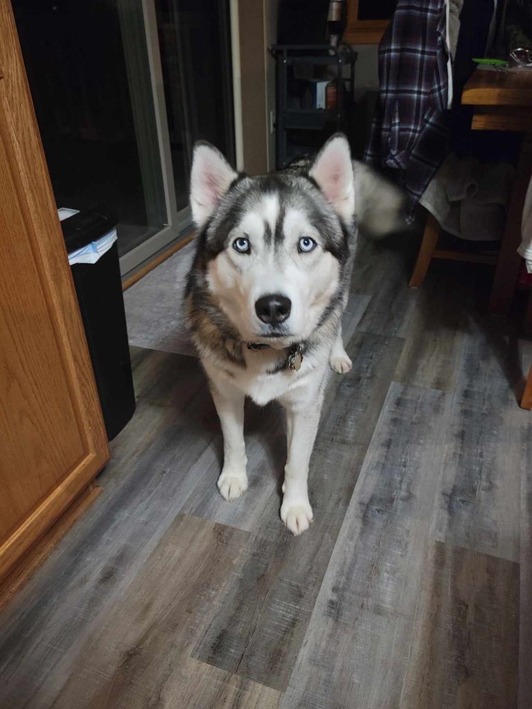 Siberian Husky - The Breed Archive