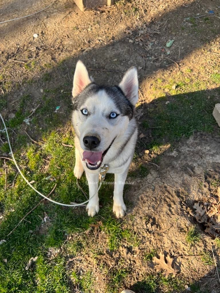 Siberian Husky - The Breed Archive