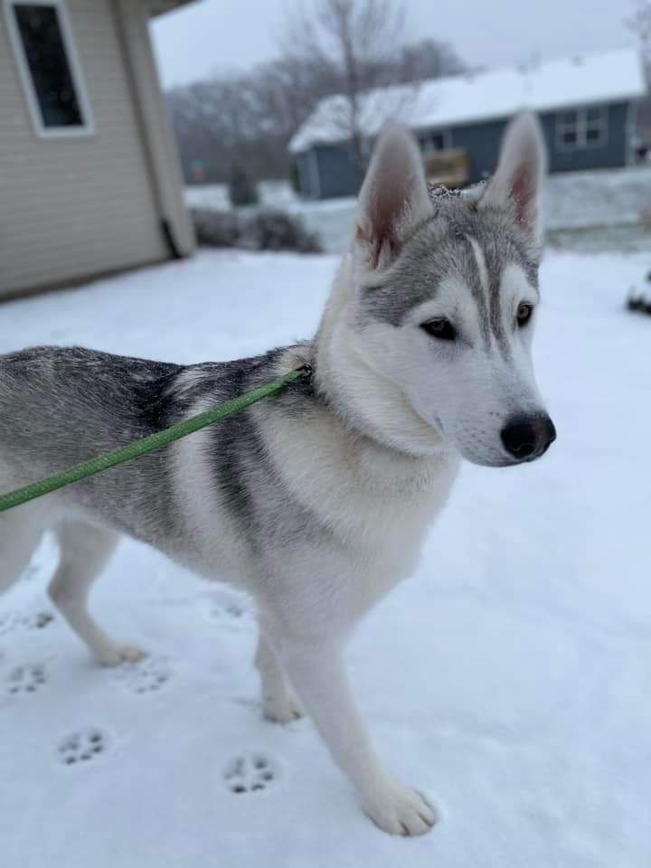 Siberian Husky - The Breed Archive