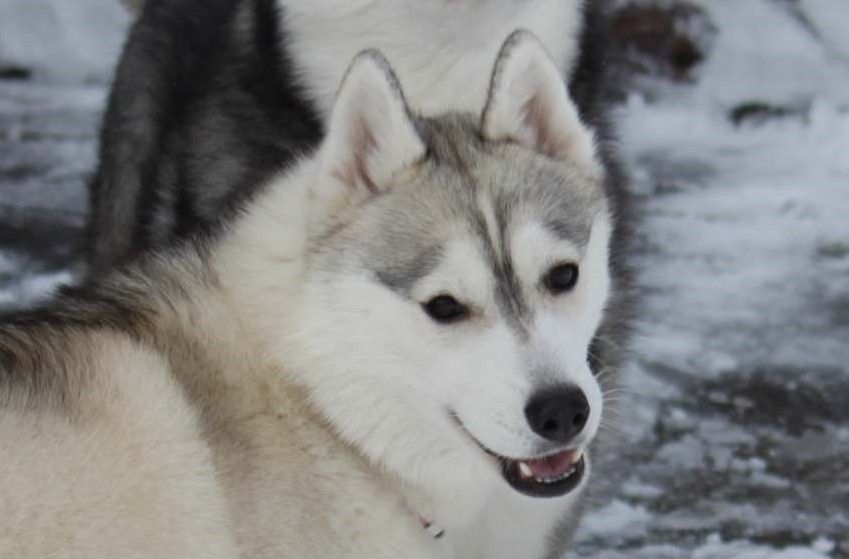 Siberian Husky - The Breed Archive