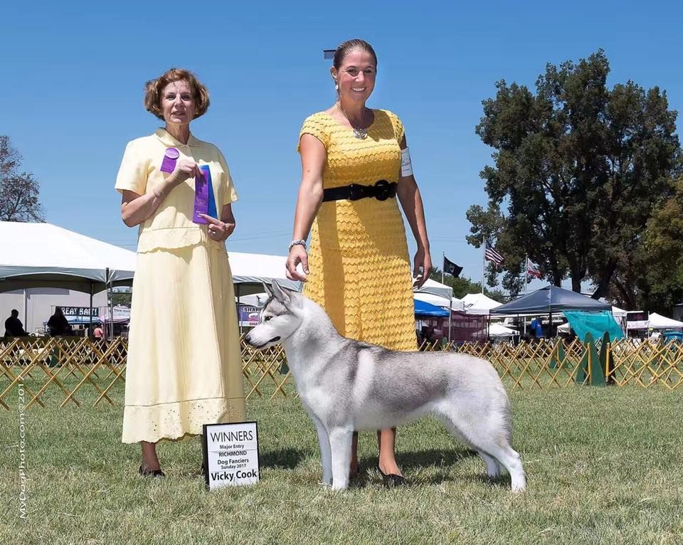 Siberian Husky - The Breed Archive