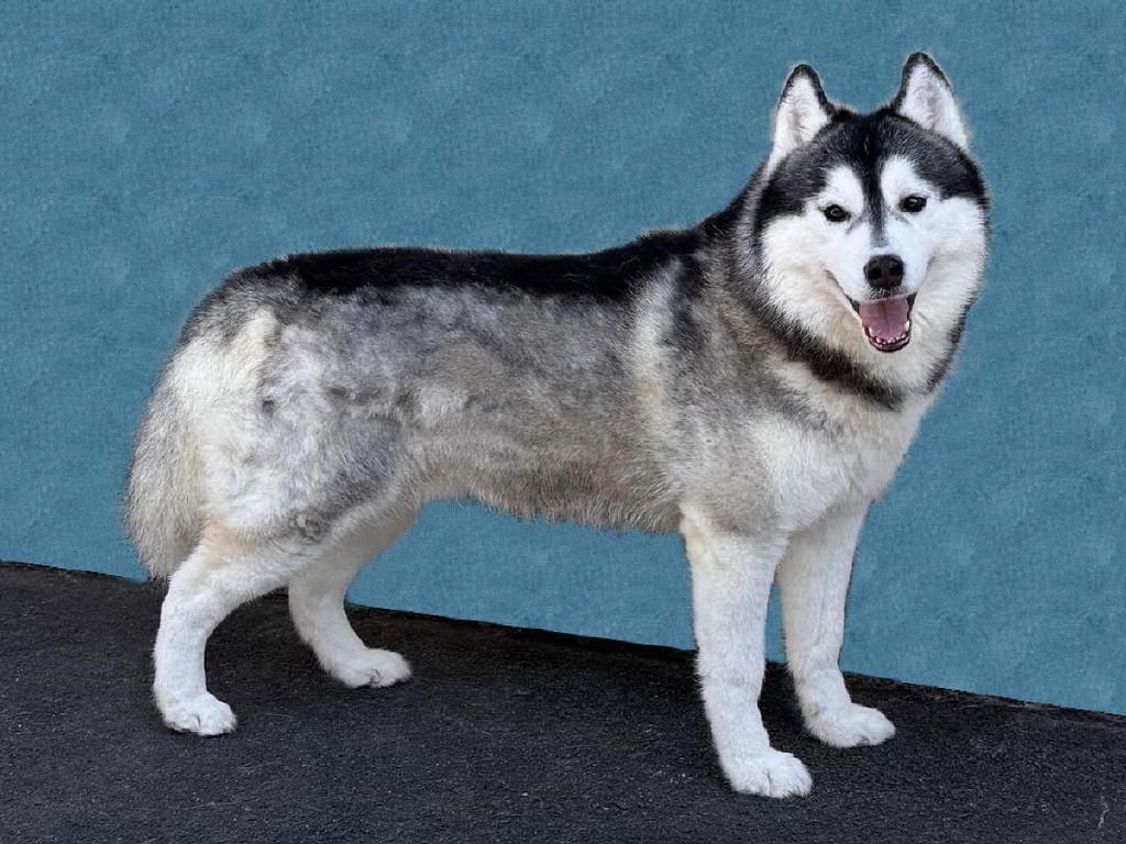 Siberian Husky - The Breed Archive