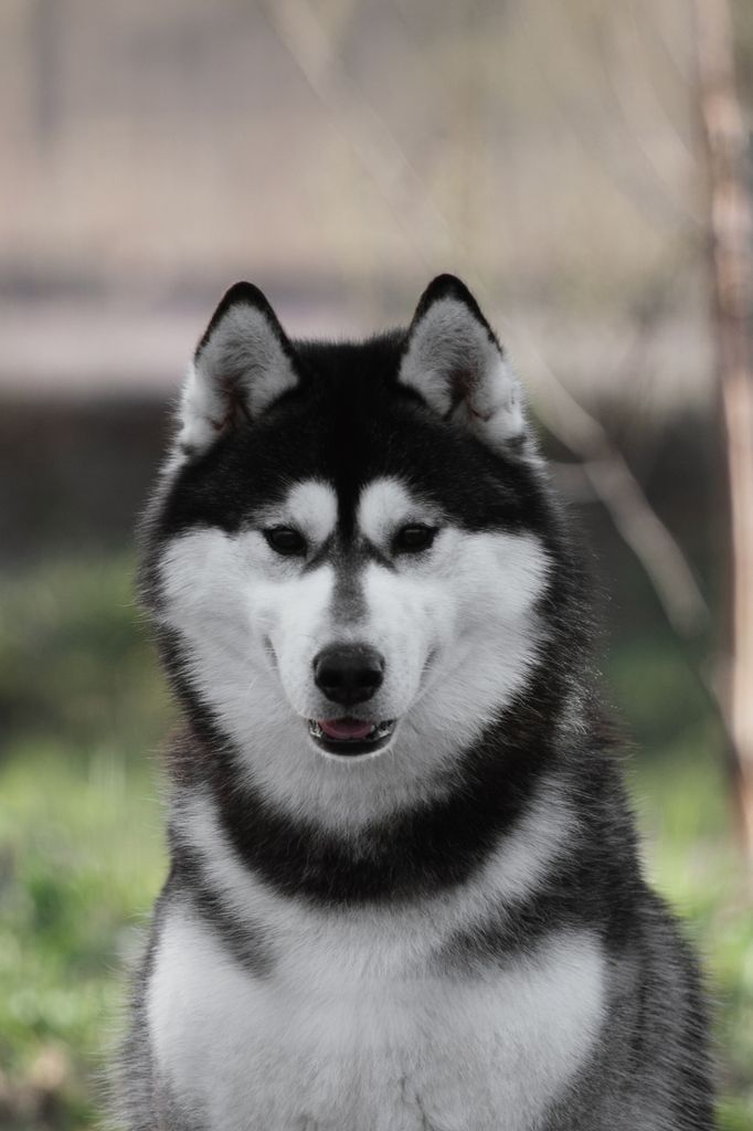 Siberian Husky - The Breed Archive