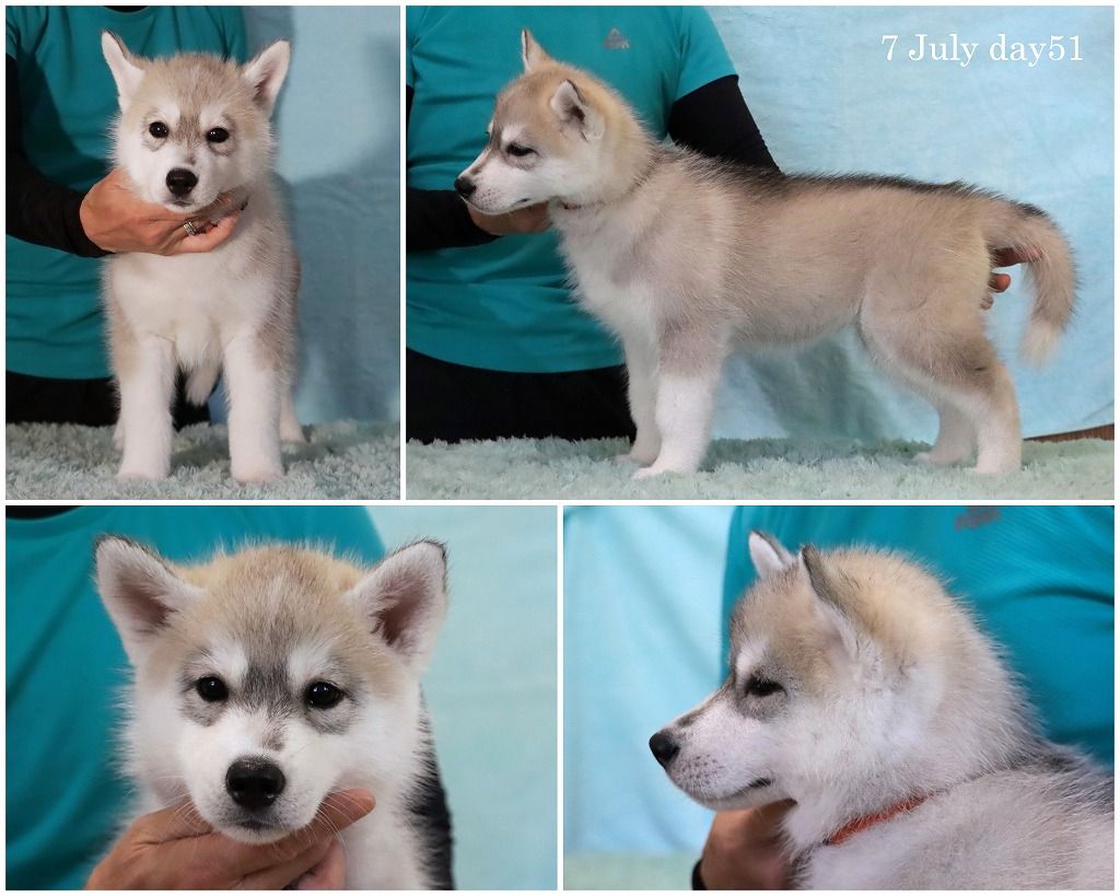 Siberian Husky - The Breed Archive