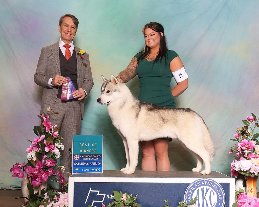 Siberian Husky - The Breed Archive