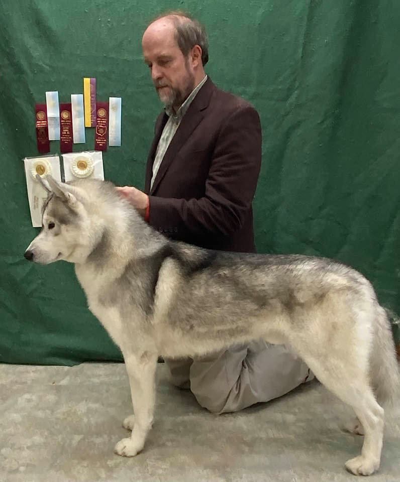 Siberian Husky - The Breed Archive