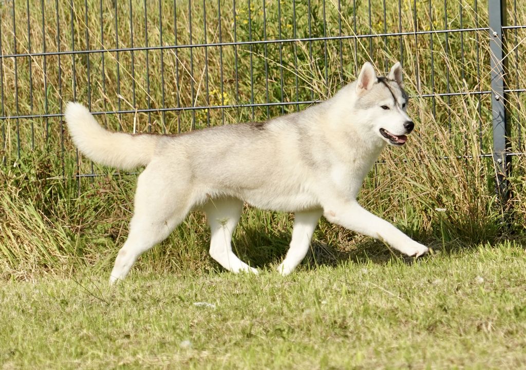 Siberian Husky - The Breed Archive