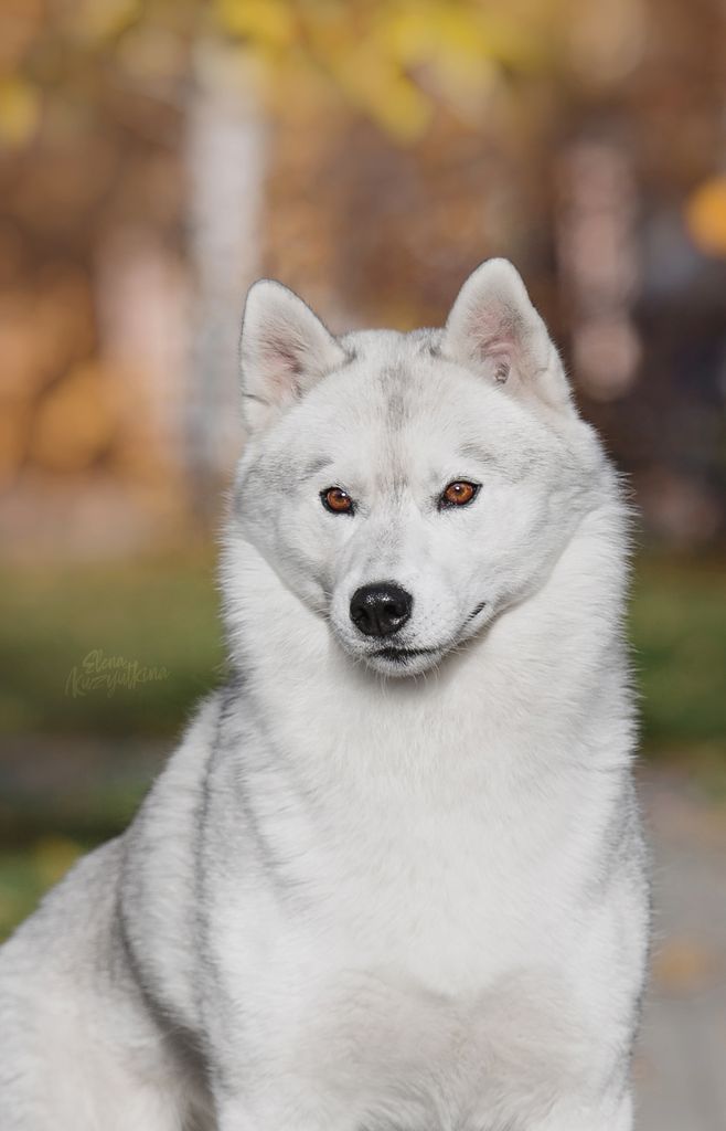 Siberian Husky - The Breed Archive