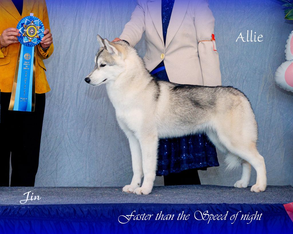 Siberian Husky - The Breed Archive