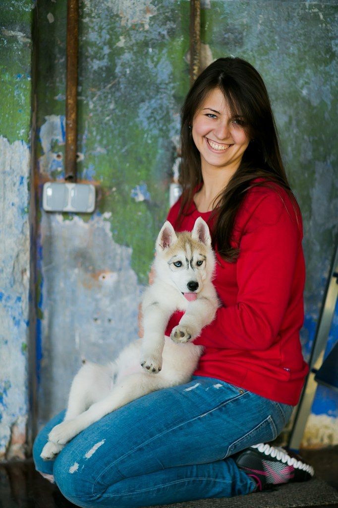 Siberian Husky - The Breed Archive
