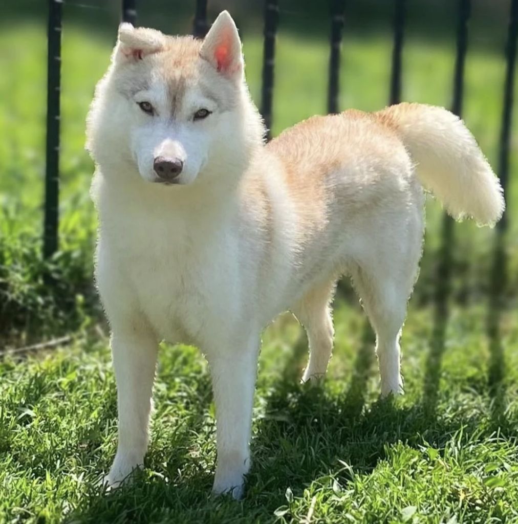 Siberian Husky - The Breed Archive