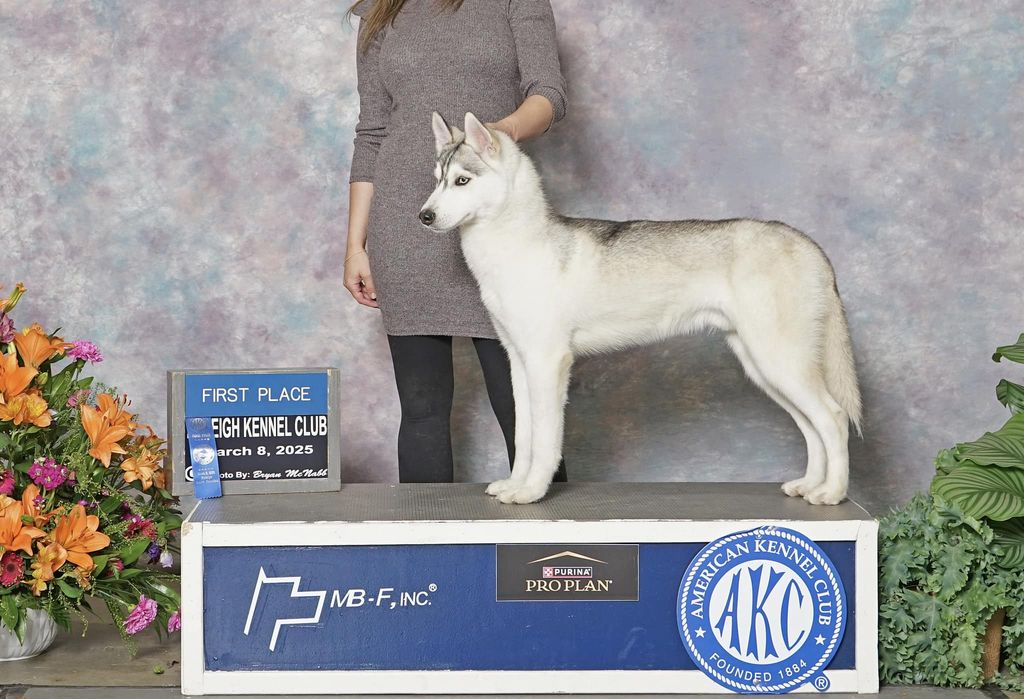 Siberian Husky - The Breed Archive