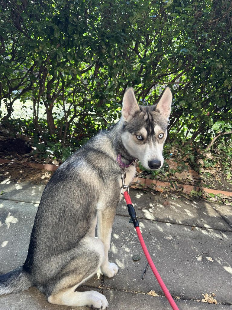 Siberian Husky - The Breed Archive