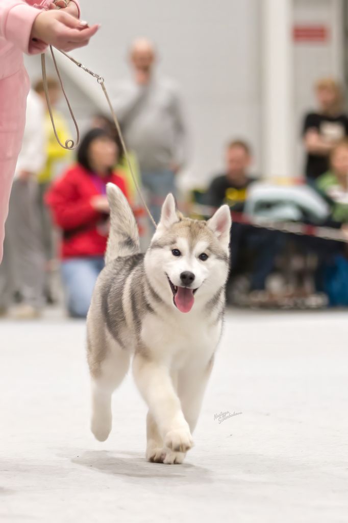 Siberian Husky - The Breed Archive