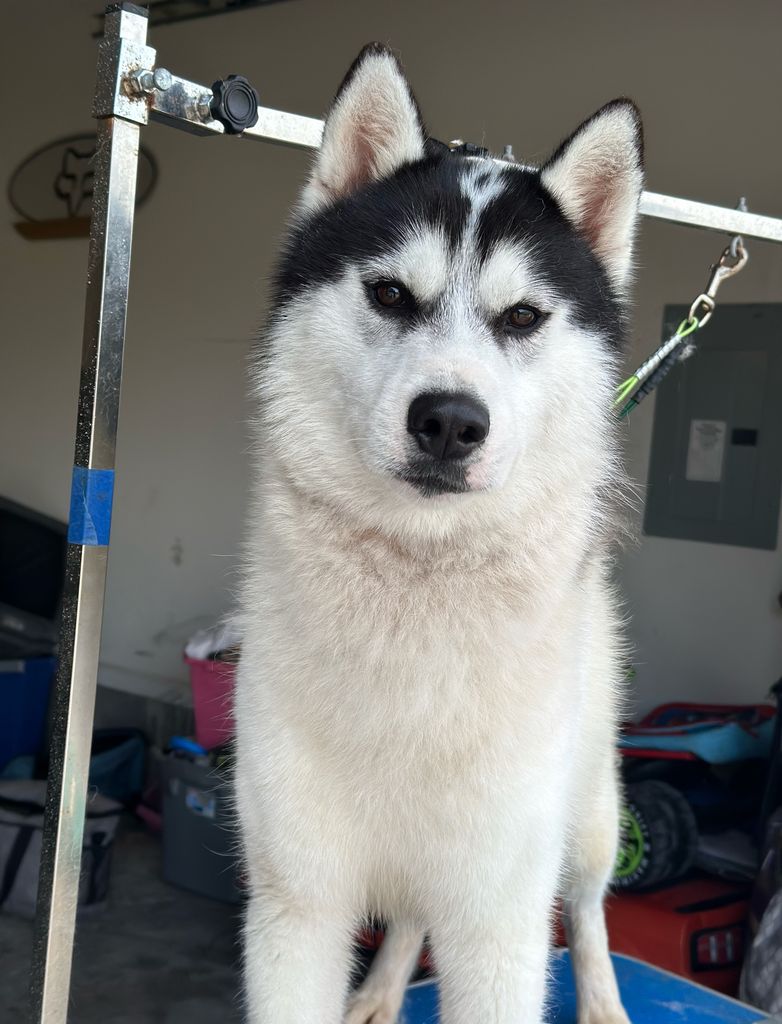 Siberian Husky - The Breed Archive