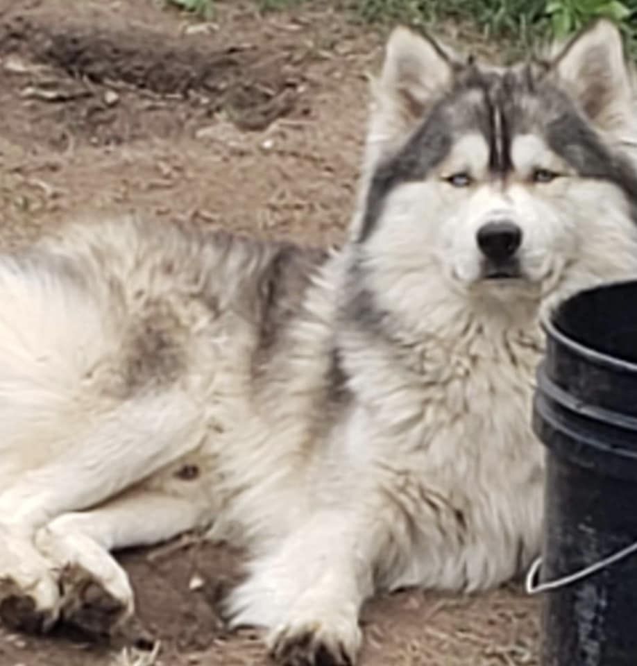 Siberian Husky - The Breed Archive