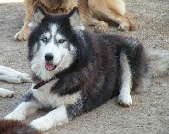 Siberian Husky - The Breed Archive