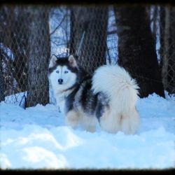 Siberian Husky - The Breed Archive