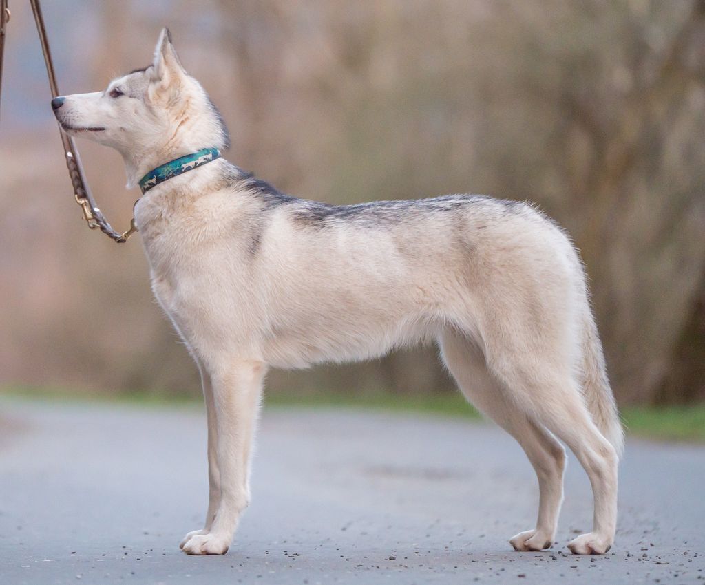 Siberian Husky - The Breed Archive