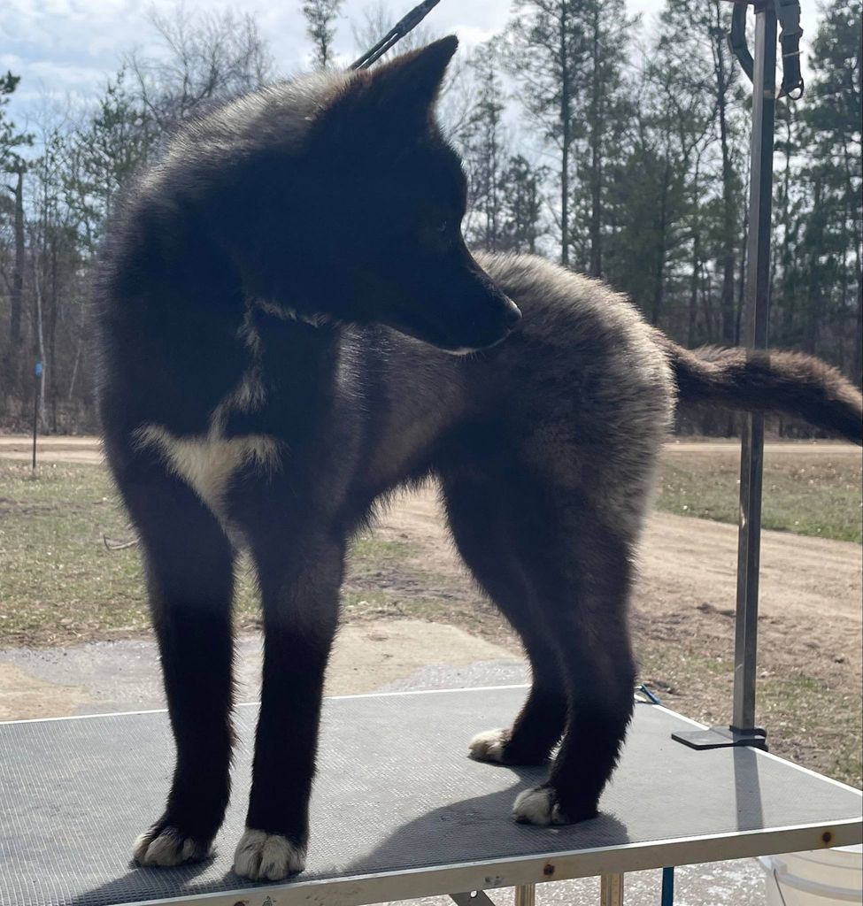 Siberian Husky - The Breed Archive