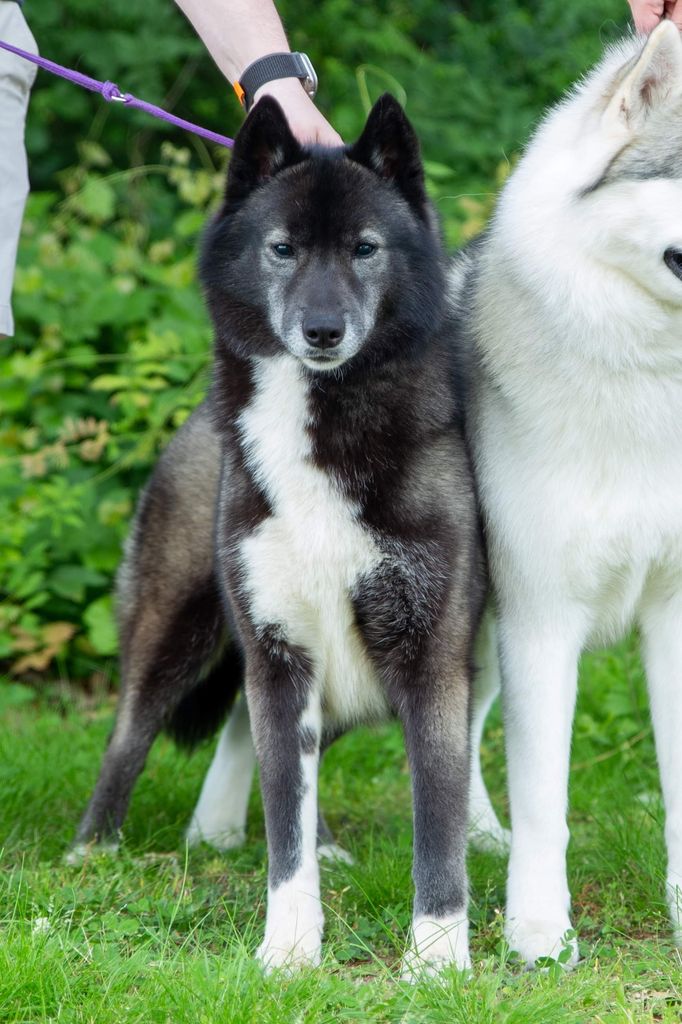Siberian Husky - The Breed Archive