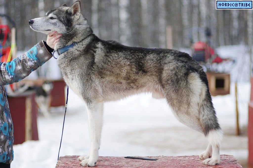 Siberian Husky - The Breed Archive