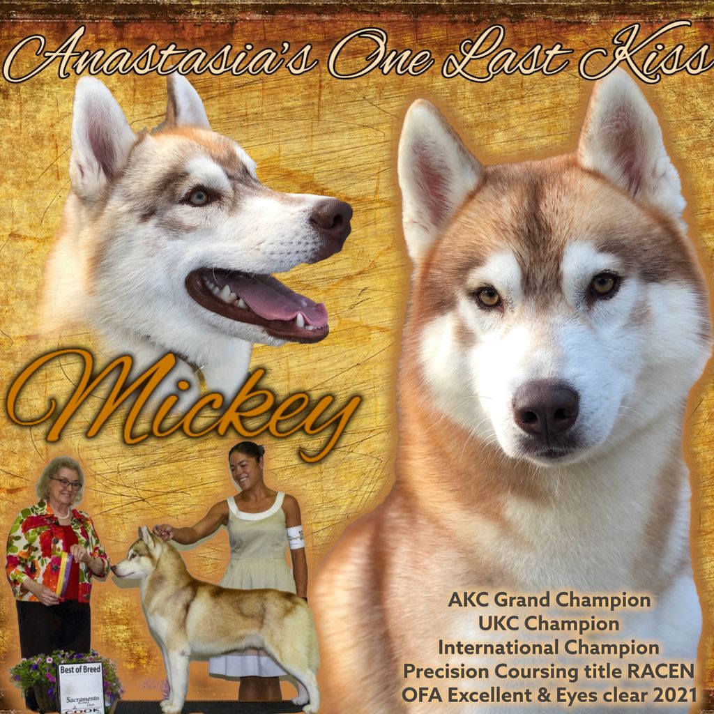 Siberian Husky - The Breed Archive