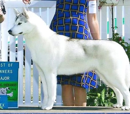 Siberian Husky - The Breed Archive