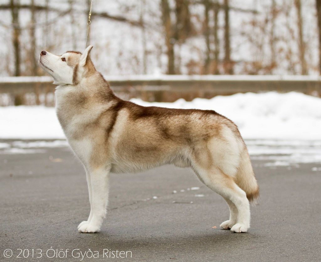 Siberian Husky - The Breed Archive