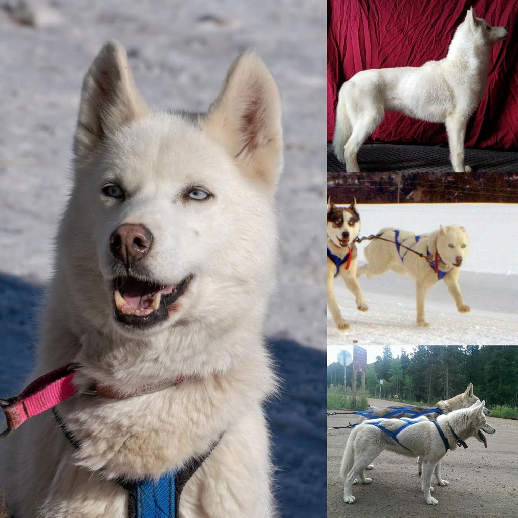 Siberian Husky - The Breed Archive