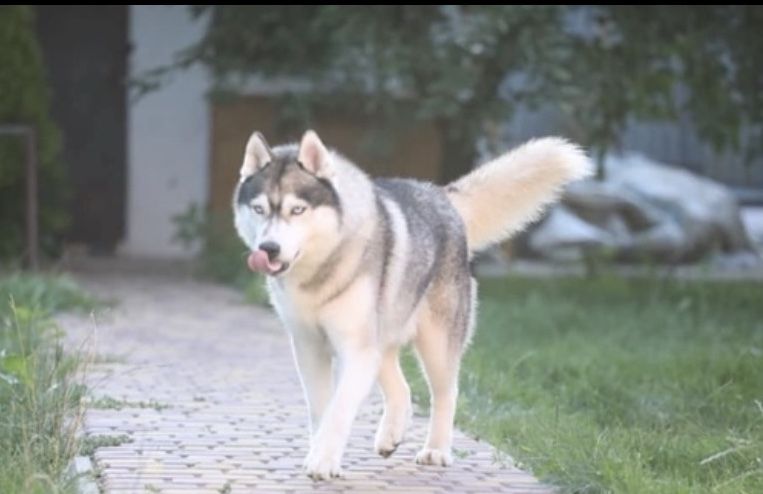 Siberian Husky - The Breed Archive
