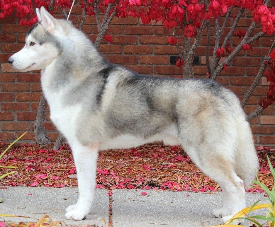 Siberian Husky - The Breed Archive