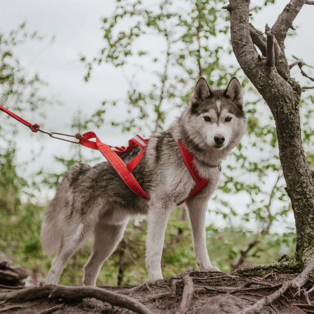 Siberian Husky - The Breed Archive