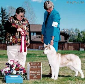 Siberian Husky - The Breed Archive