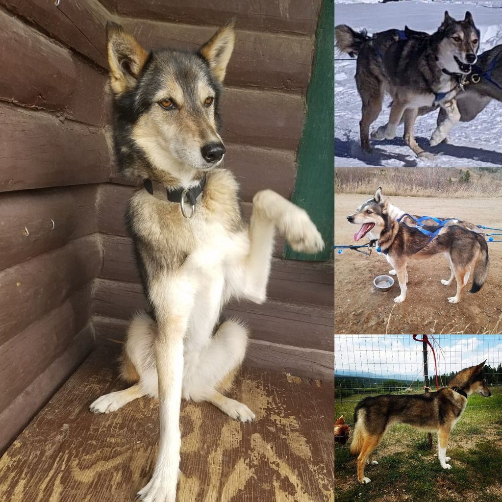 Siberian Husky - The Breed Archive