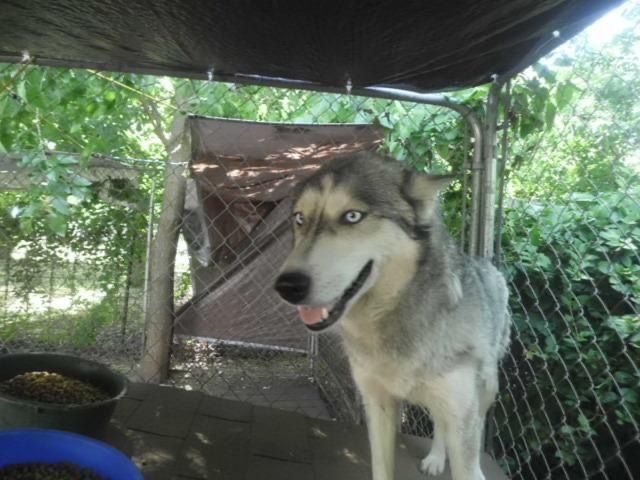 Siberian Husky - The Breed Archive