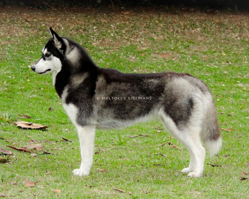 Siberian Husky - The Breed Archive