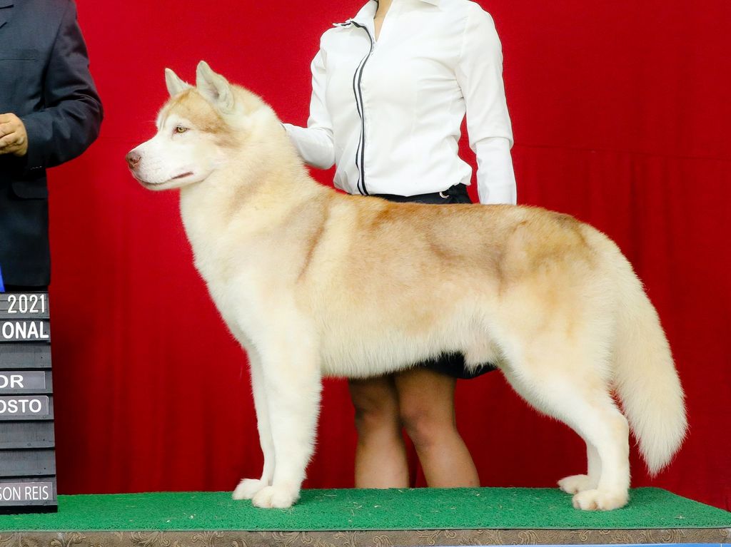 Siberian Husky - The Breed Archive