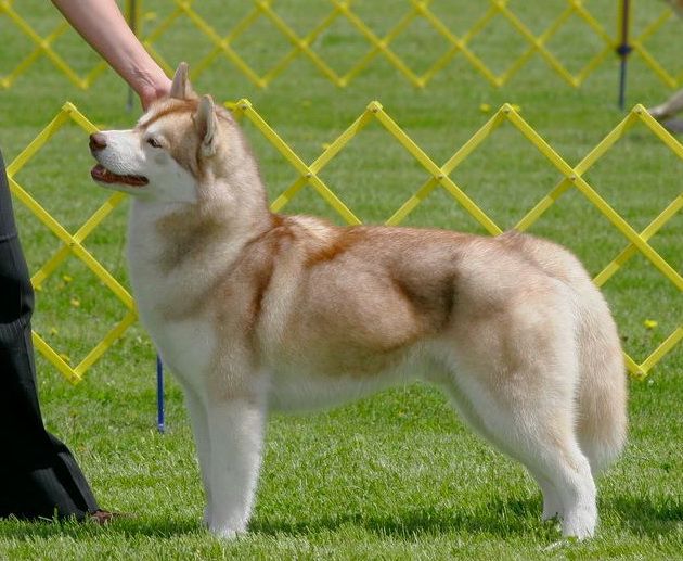 Siberian Husky - The Breed Archive