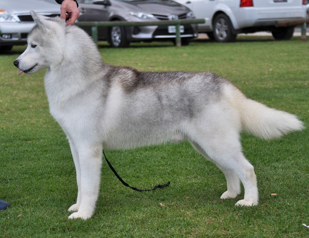 Siberian Husky - The Breed Archive