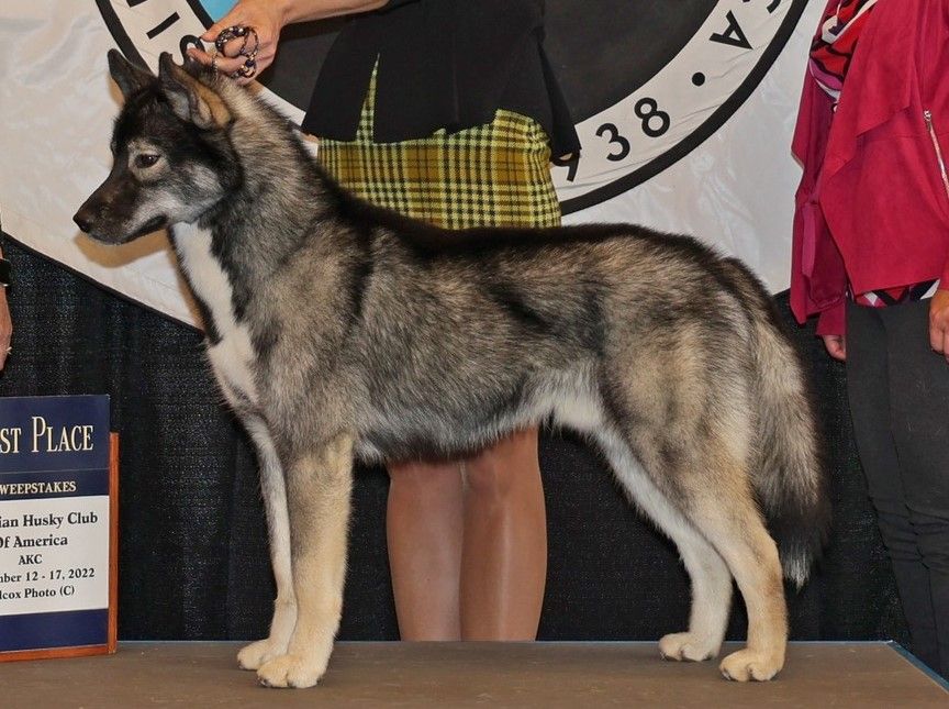 Siberian Husky - The Breed Archive